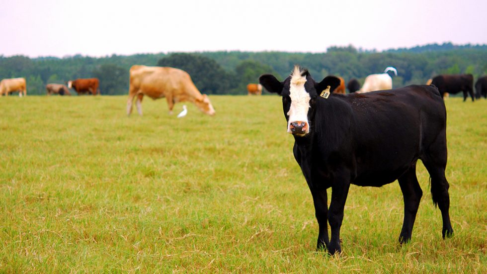 2018 beef cattle conference set Aug. 18 in Auburn / Auburn University ...