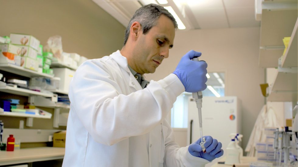 Auburn researcher working to improve cattle fertility / Auburn ...