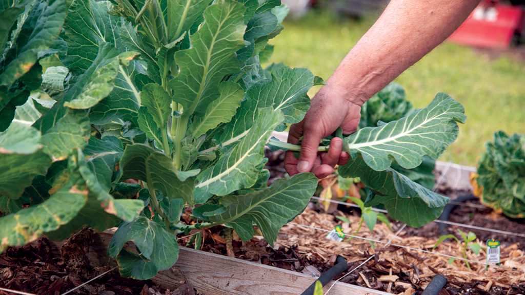 The tools for fighting cancer: how gardening has become a wellness ...