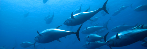 Fisheries, Aquaculture & Aquatic Sciences / Auburn University College ...