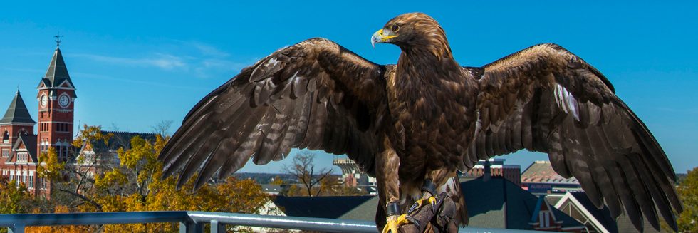 Animal Sciences Department / Auburn University College of Agriculture