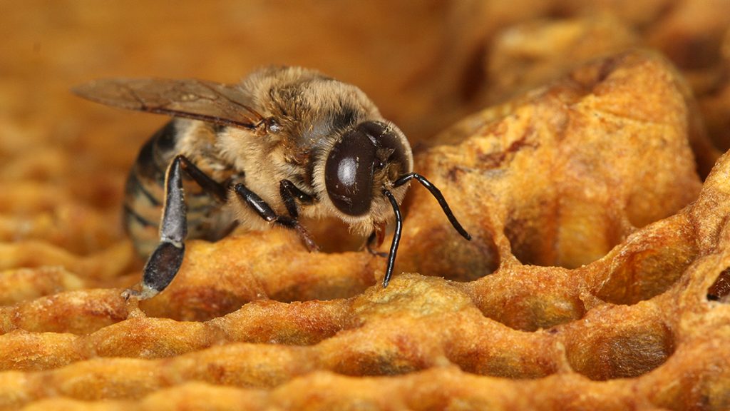 The buzz about bees / Auburn University College of Agriculture