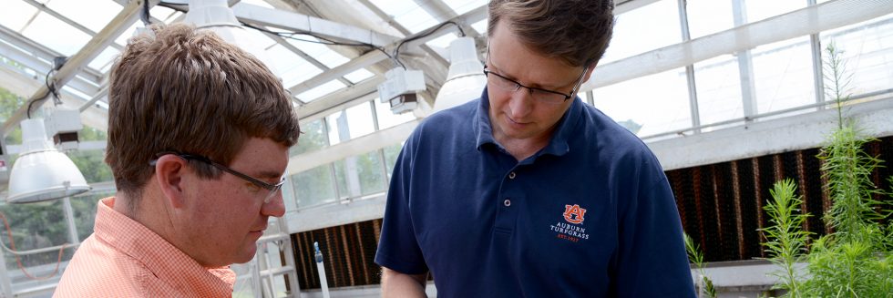 Scott McElroy / Auburn University College of Agriculture