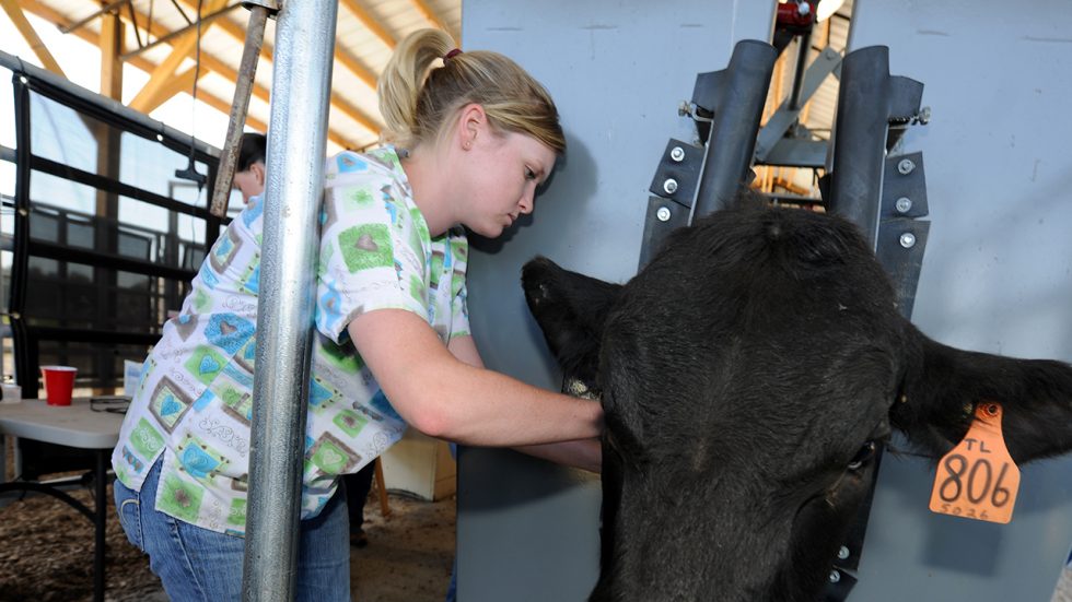Animal Sciences / Auburn University College of Agriculture