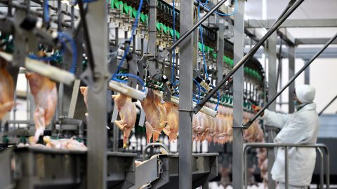 Poultry Production / Auburn University College of Agriculture