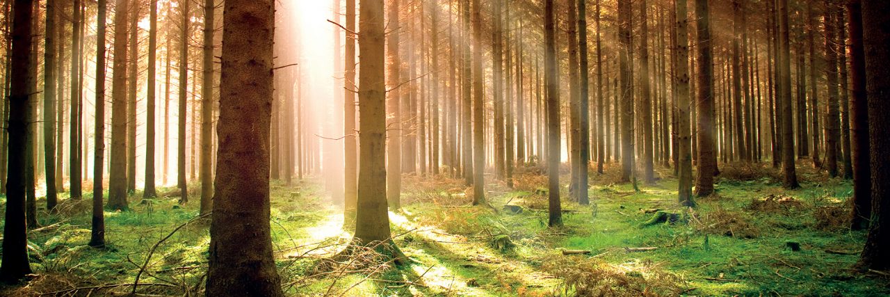 Forest Engineering / Auburn University College of Agriculture