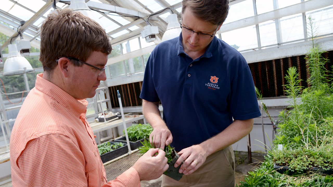 Turfgrass / Auburn University College of Agriculture