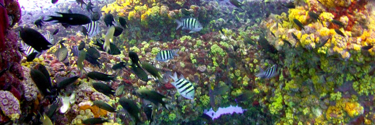Auburn Marine Fish Lab Research / Auburn University College of Agriculture