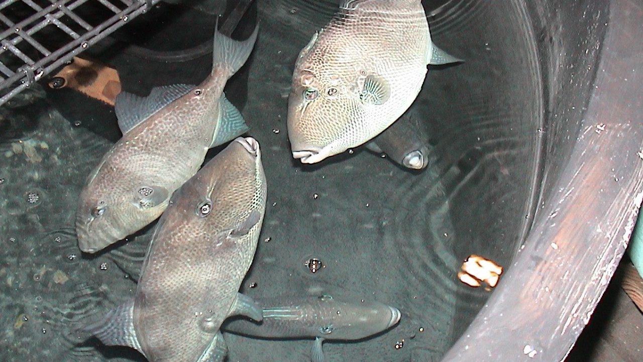 Auburn Marine Fish Lab Facilities / Auburn University College of ...