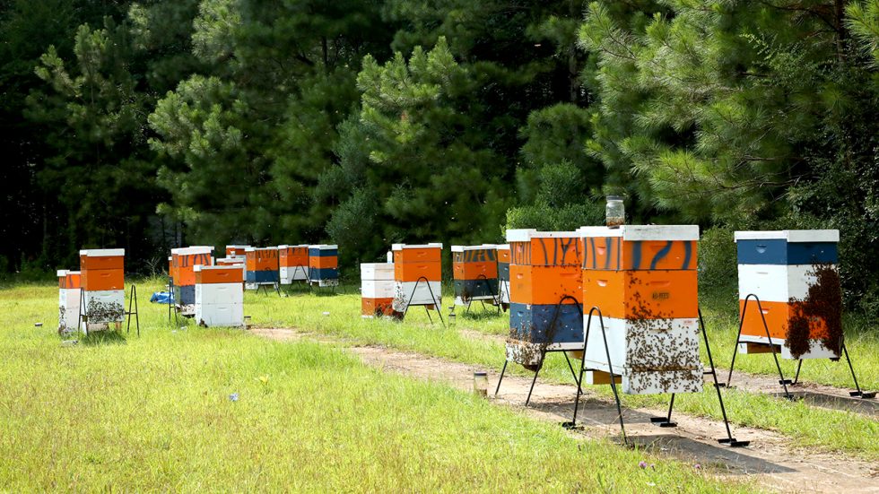 AU Bee Lab Honey, Farmville Bee Yard 2 / Auburn University College of Agriculture