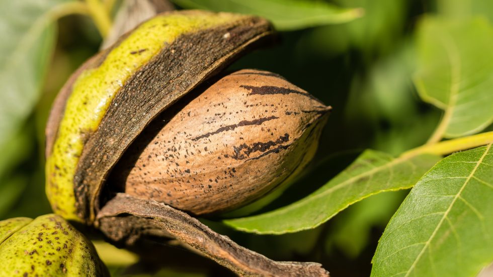 5 Letters 5 Facts: PECAN / Auburn University College of Agriculture