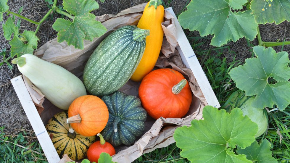 5 Letters, 5 Facts: GOURD / Auburn University College of Agriculture