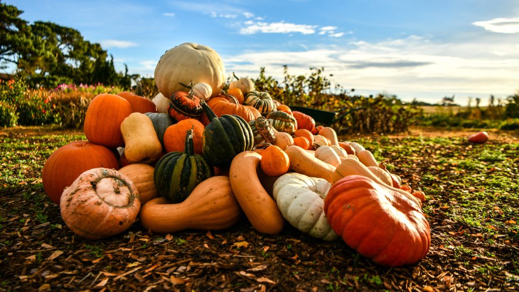 5 Letters, 5 Facts: GOURD / Auburn University College of Agriculture