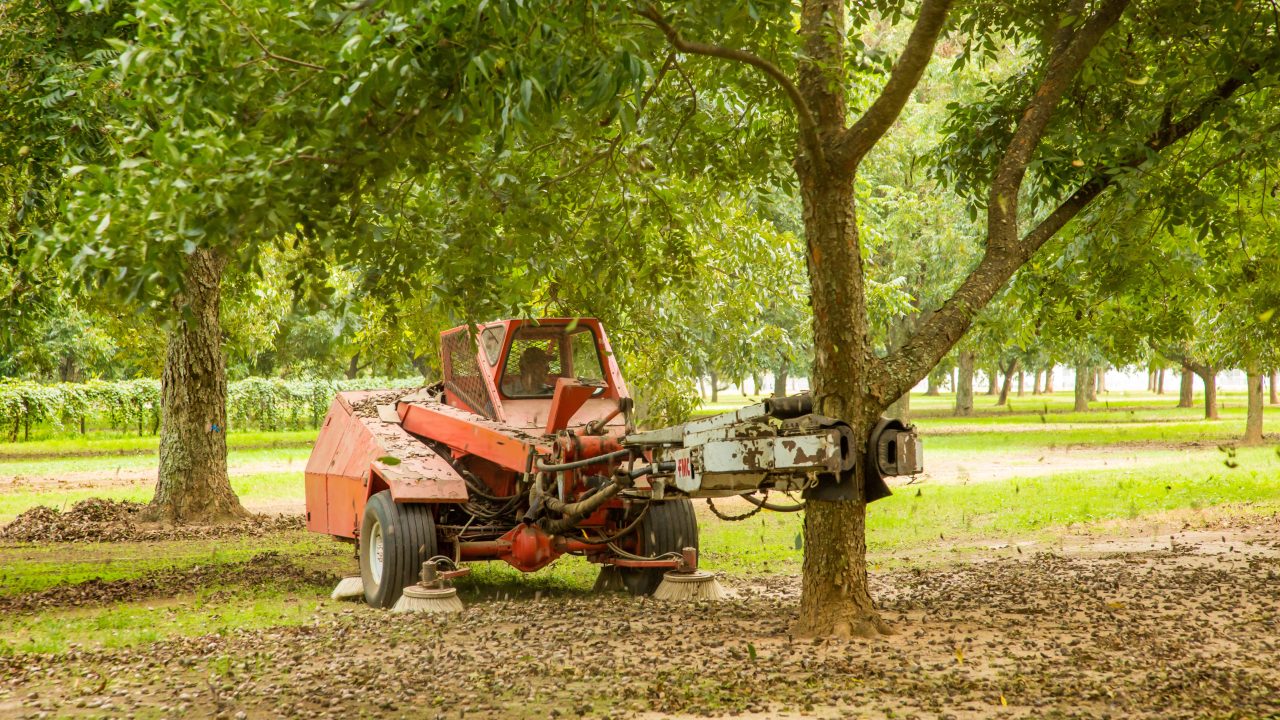 5 Letters 5 Facts: PECAN / Auburn University College of Agriculture
