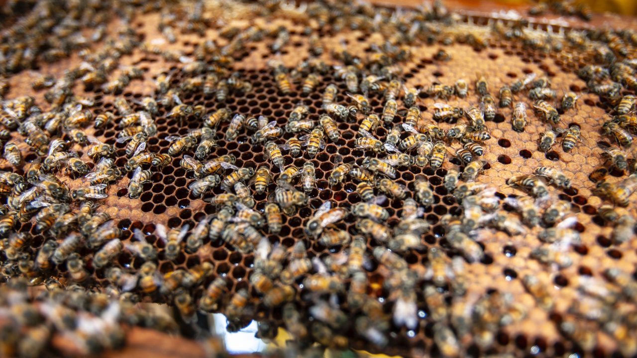 The buzz about bees / Auburn University College of Agriculture