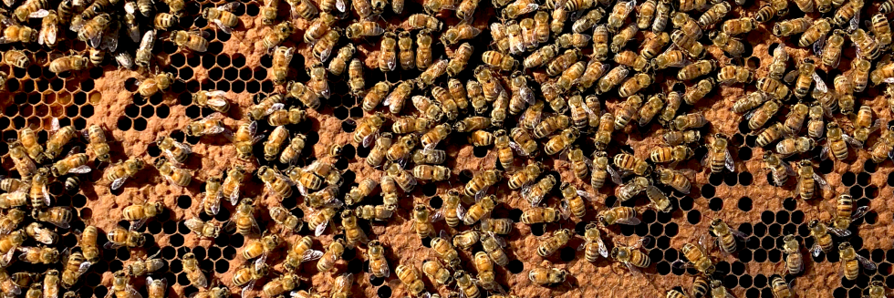 Winter Capped Brood Monitoring in Honey Bee Colonies / Auburn University College of Agriculture