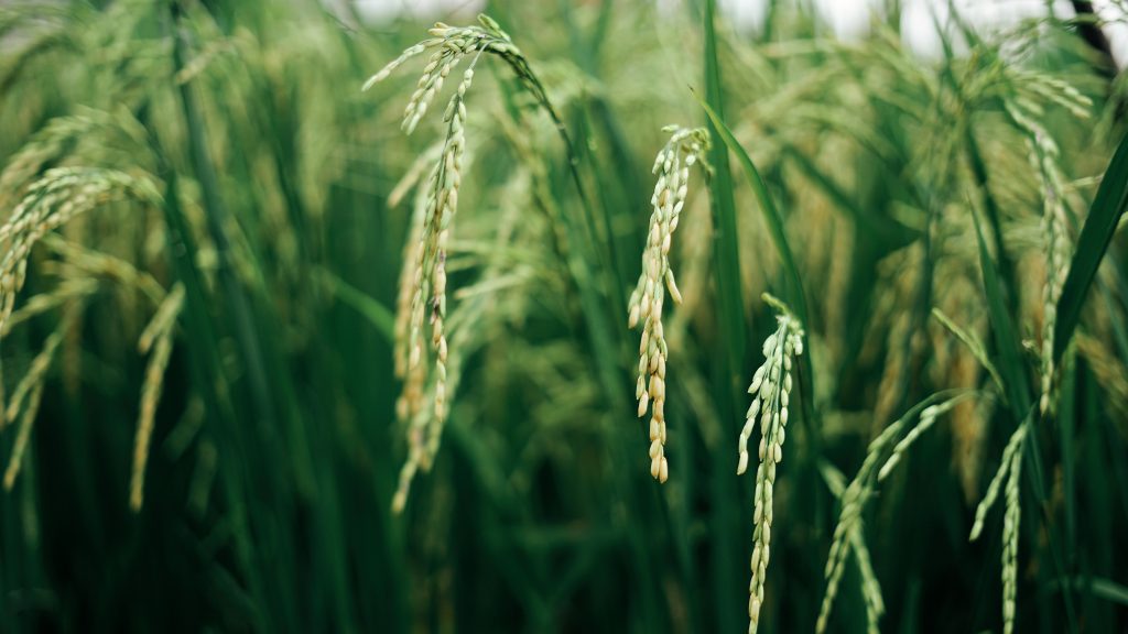 Phosphorus shortage could affect worldwide crop yields / Auburn ...