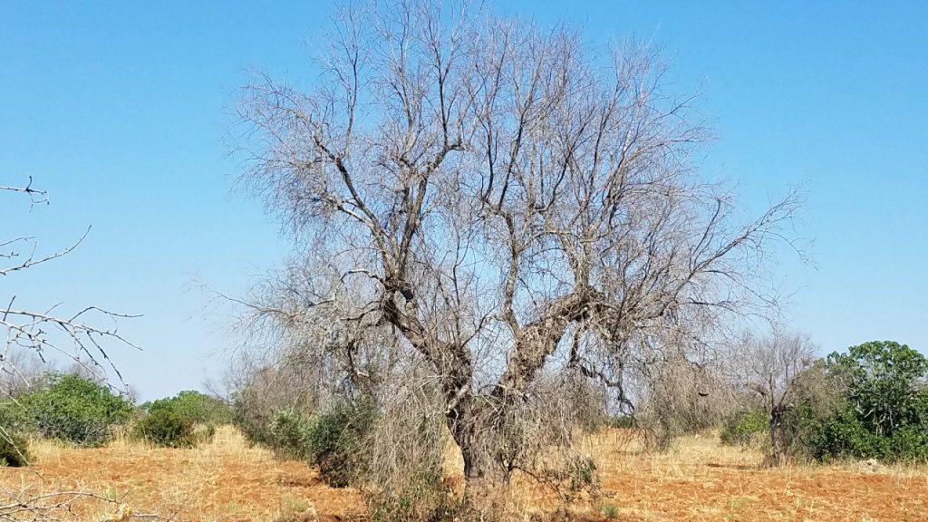 Researcher part of worldwide effort to combat tree disease / Auburn ...