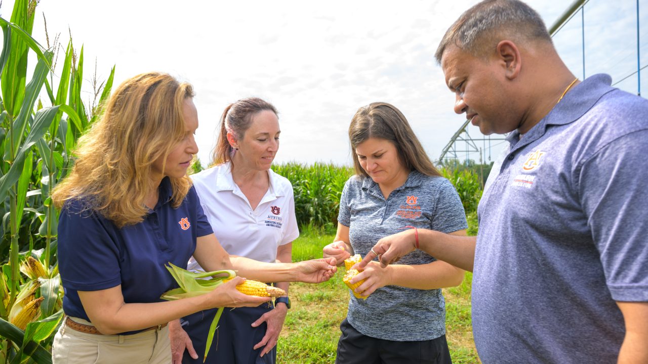 Auburn professors, farmers shaping the future of farming in Alabama ...
