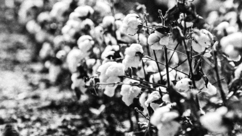 The Cullars Rotation / Auburn University College of Agriculture