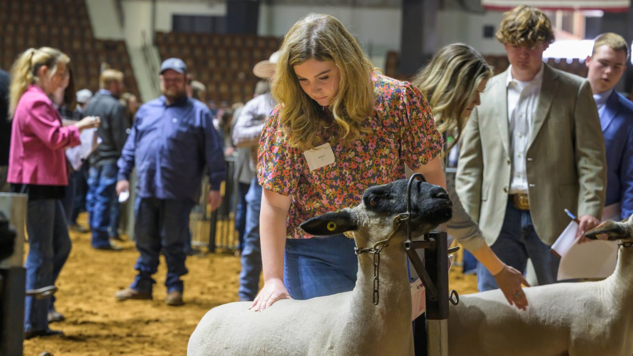 Livestock judging team adds to long tradition at Auburn / Auburn ...