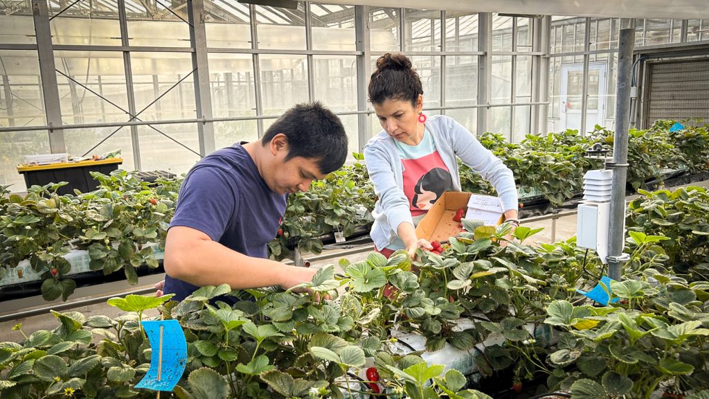 Research examines feasibility of hydroponic strawberry production / Auburn University College of ...