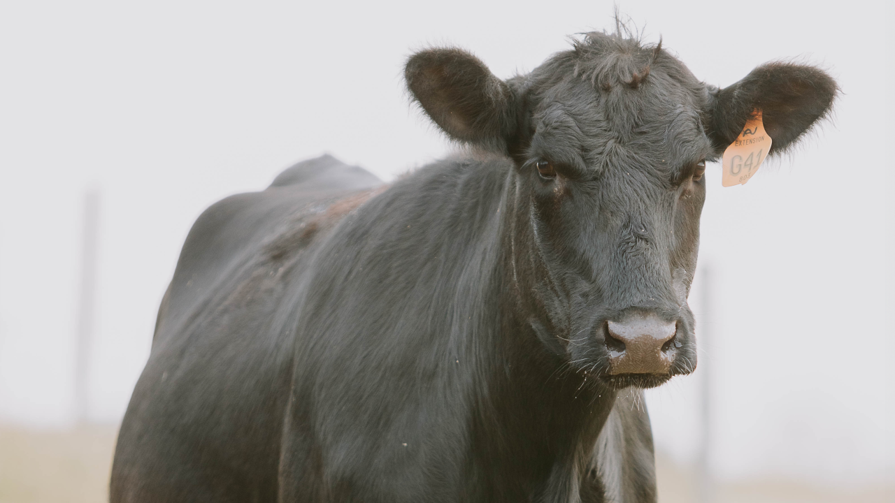 Beef Cattle Conference to be held at Auburn University in October ...