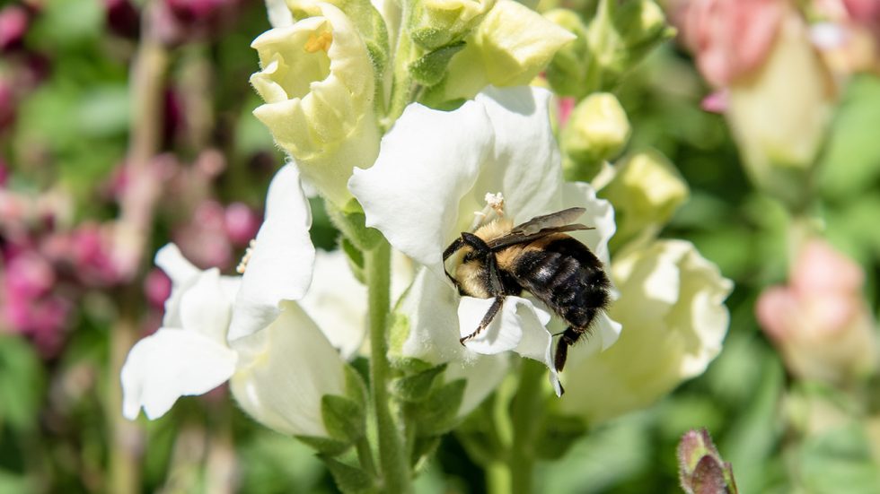 Bee Lab / Auburn University College of Agriculture